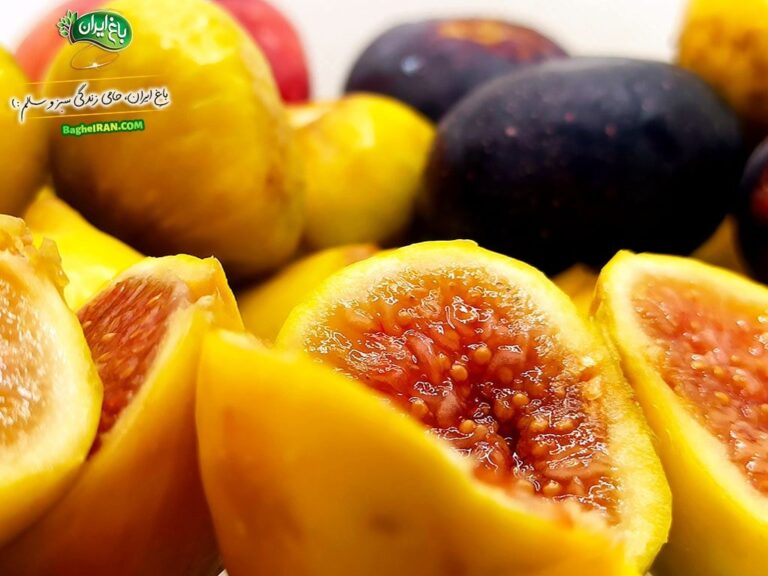 فواید و خواص انجیر (+18 خاصیت باورنکردنی انجیر) - باغ ایران