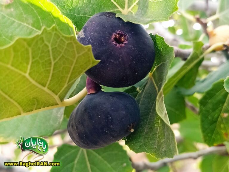 فواید و خواص انجیر (+18 خاصیت باورنکردنی انجیر) - باغ ایران