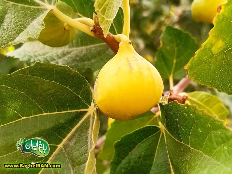 فواید و خواص انجیر (+18 خاصیت باورنکردنی انجیر) - باغ ایران