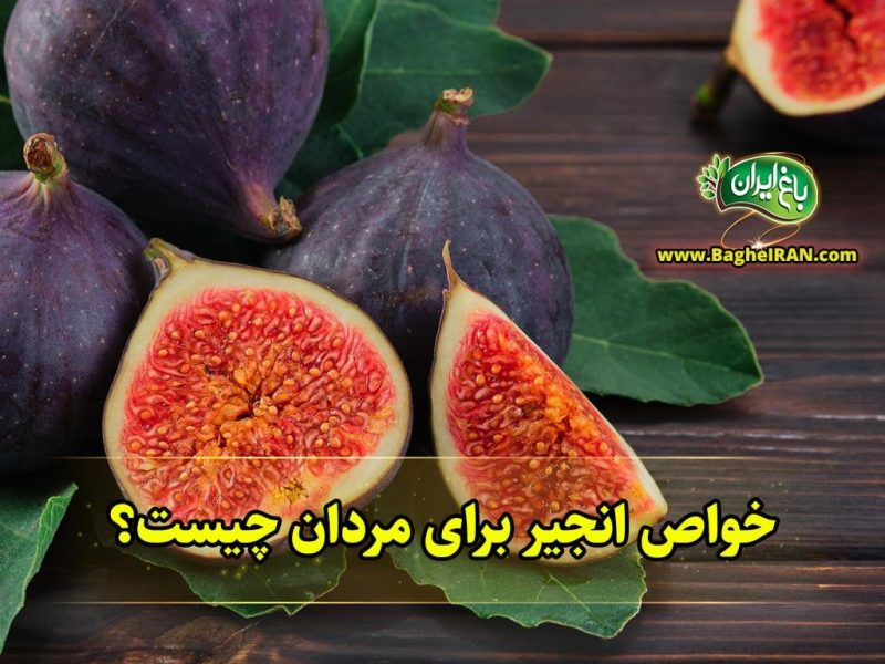 فواید و خواص انجیر (+18 خاصیت باورنکردنی انجیر) - باغ ایران