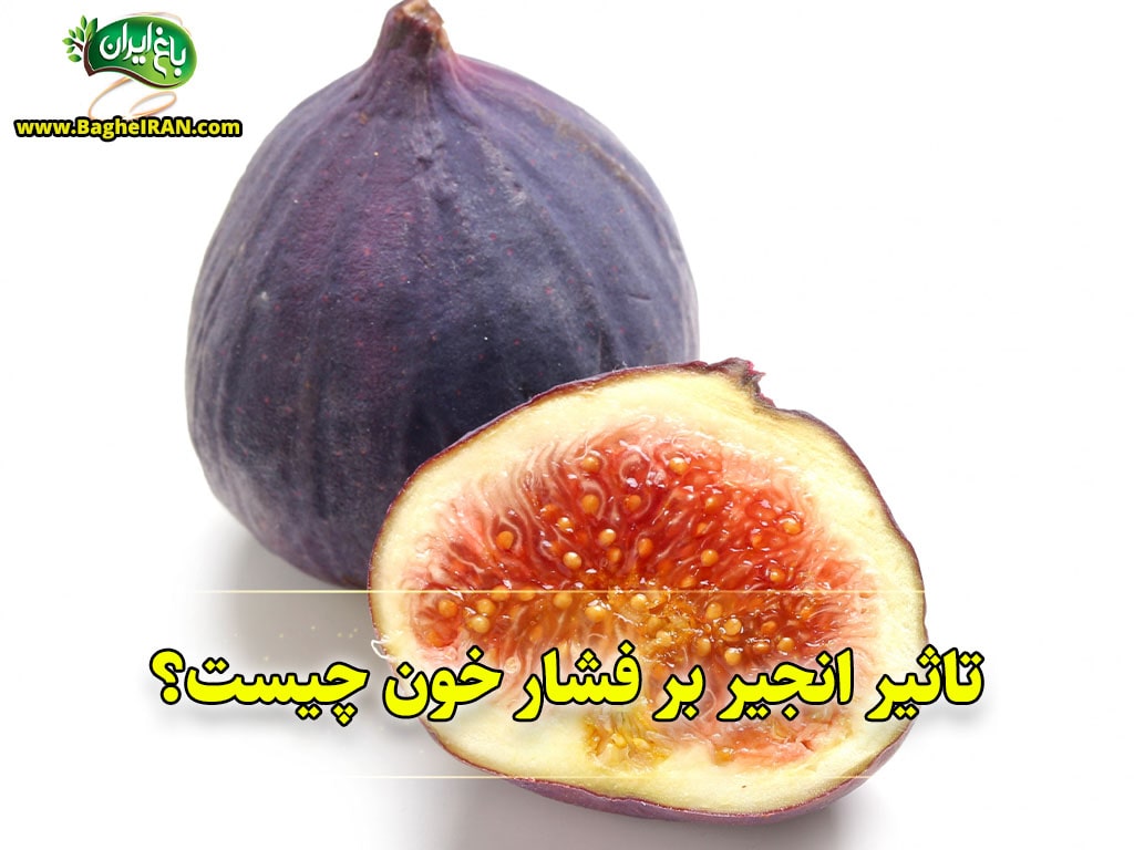 طبع انجیر گرم است یا سرد؟ مصلح انجیر چیست؟ - باغ ایران
