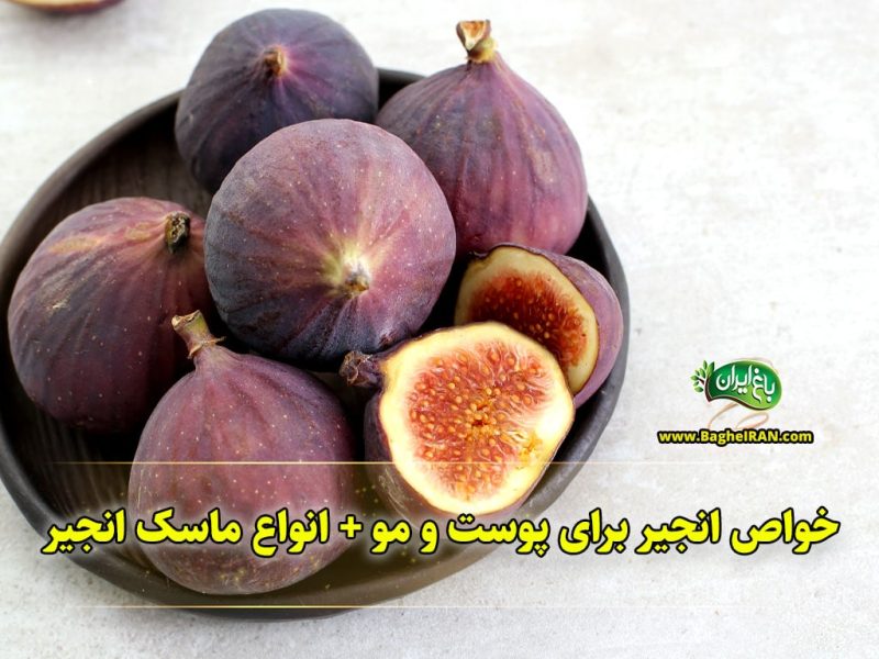 فواید و خواص انجیر (+18 خاصیت باورنکردنی انجیر) - باغ ایران
