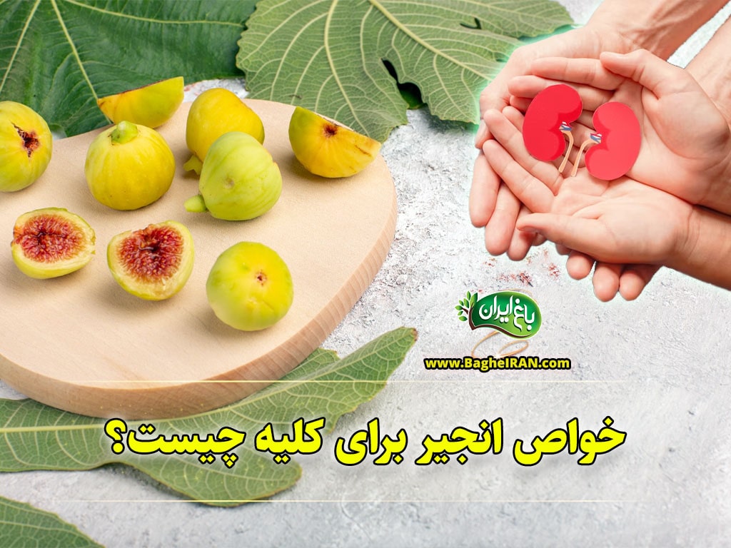 طبع انجیر گرم است یا سرد؟ مصلح انجیر چیست؟ - باغ ایران
